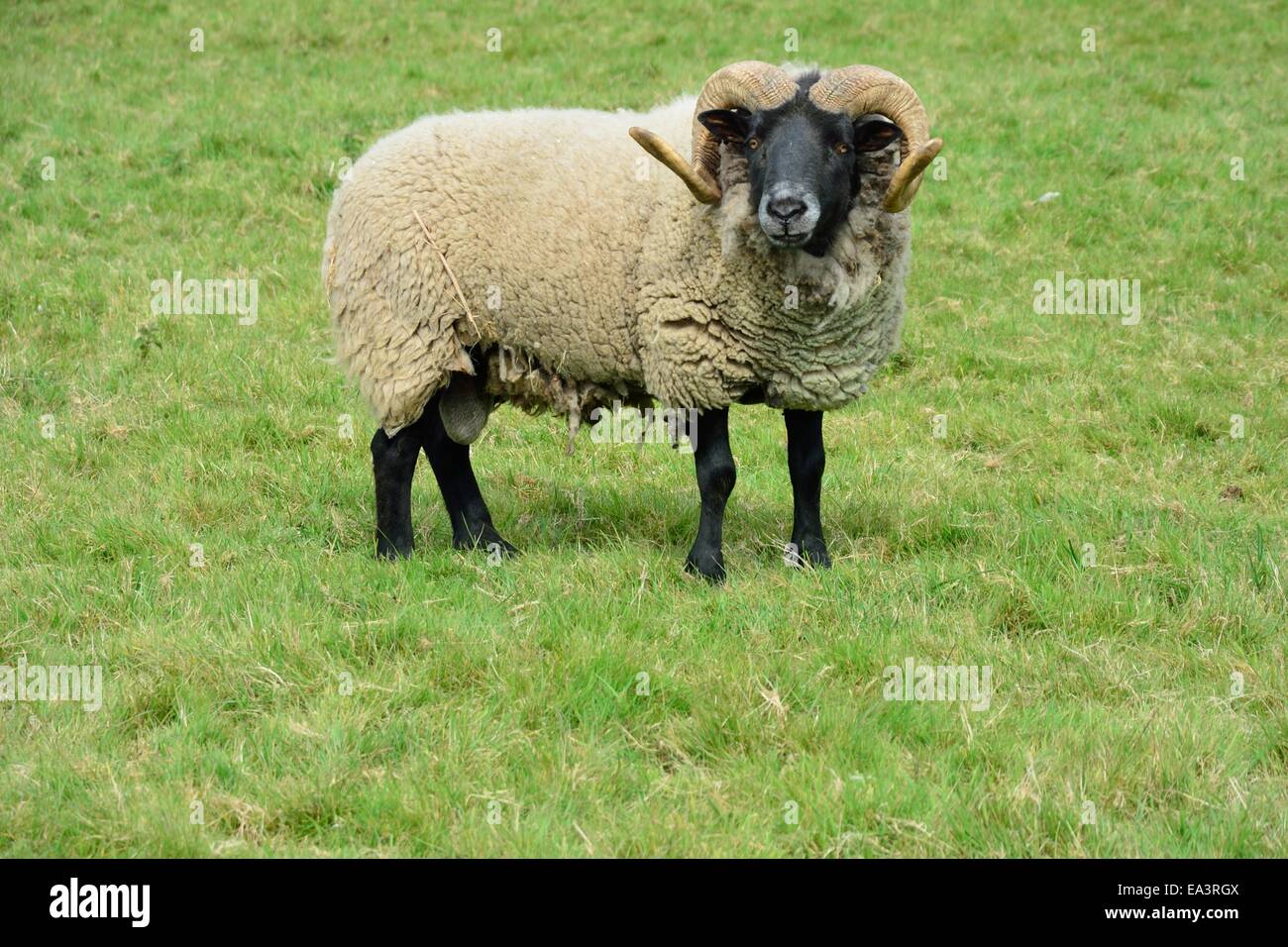 Rare breed horned ram in field Stock Photo - Alamy