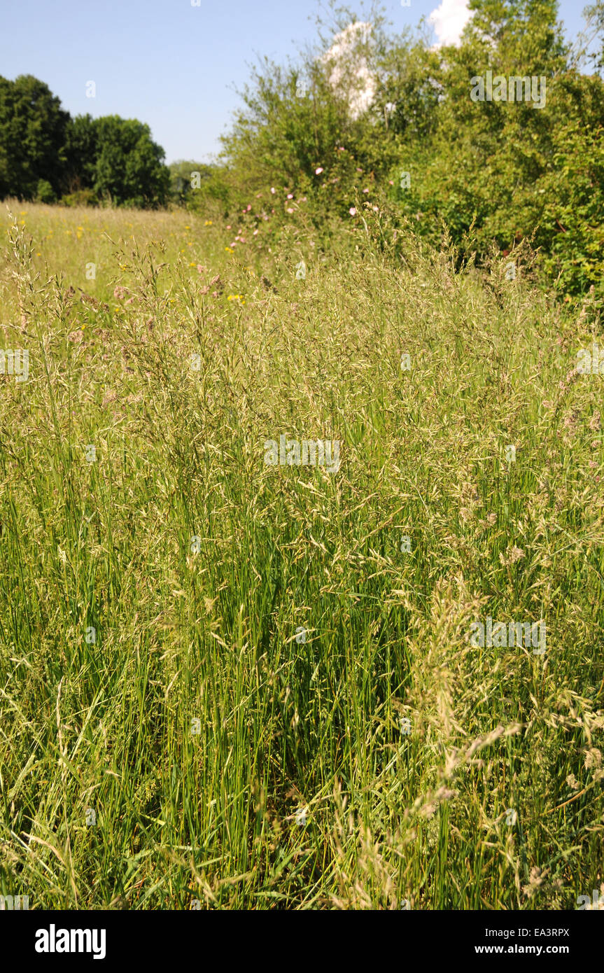 Meadowgrass hi-res stock photography and images - Alamy