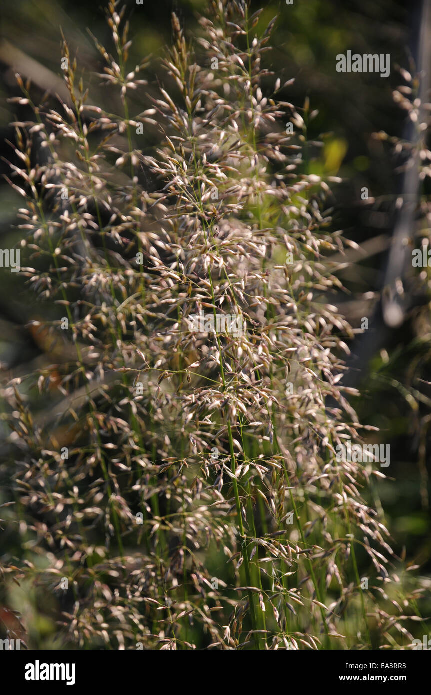 Meadowgrass hi-res stock photography and images - Alamy