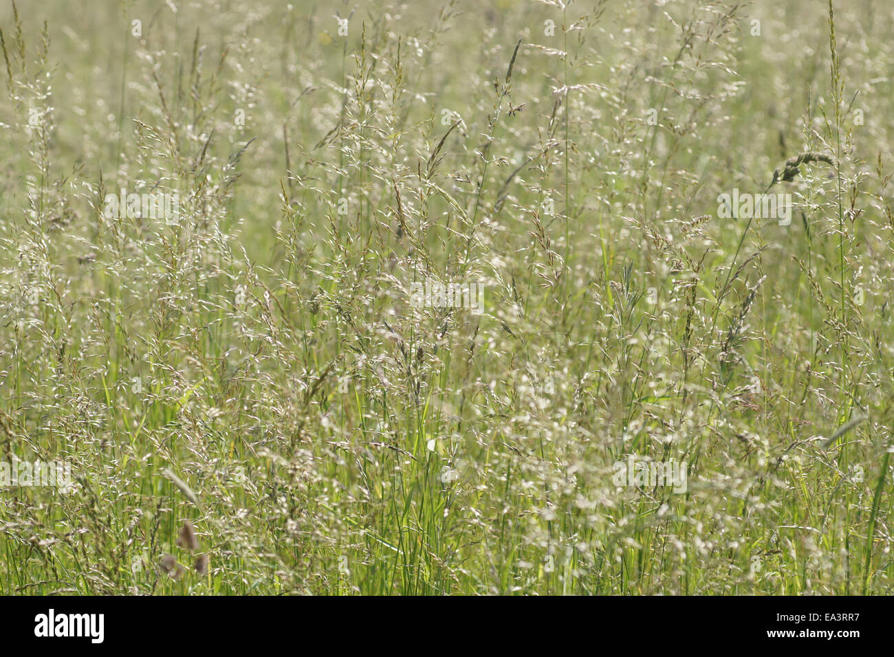 Meadowgrass hi-res stock photography and images - Alamy