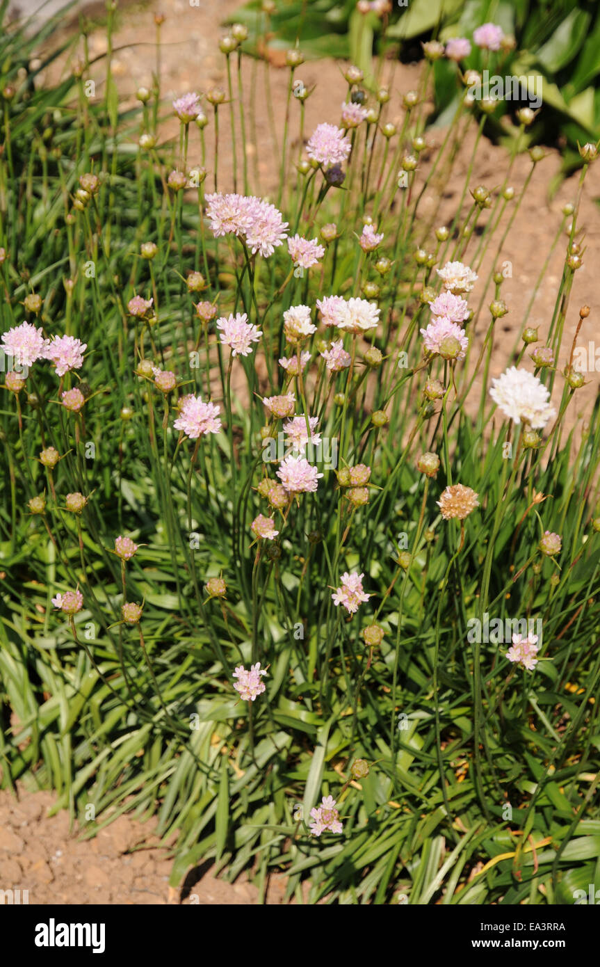 Thrift seapink hi-res stock photography and images - Alamy