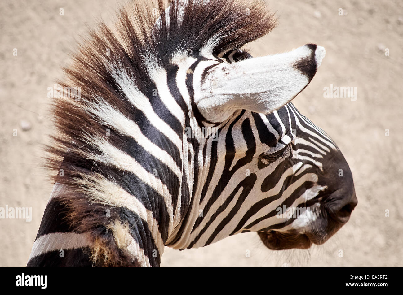 Zebra's head with beautiful eye close-up Stock Photo - Alamy