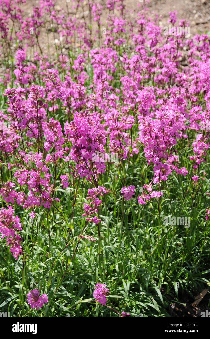 Sticky catchfly lychnis hi-res stock photography and images - Alamy