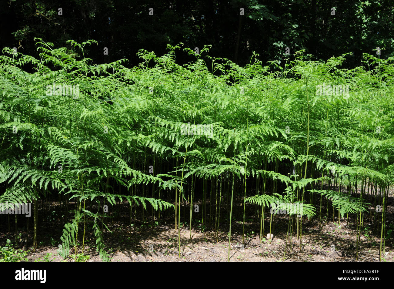 Bracken farn hi-res stock photography and images - Alamy