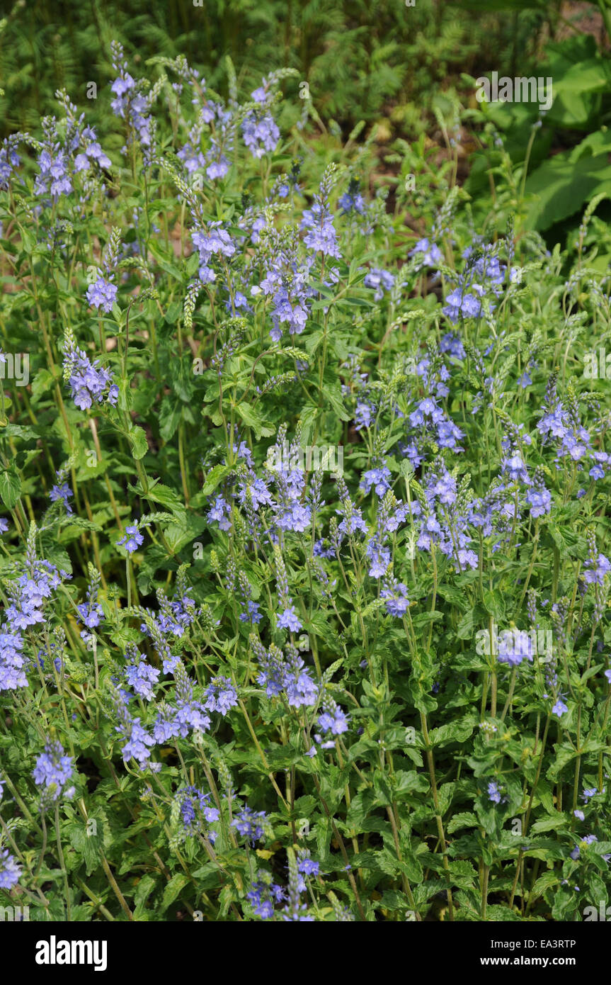 Large Speedwell High Resolution Stock Photography and Images - Alamy