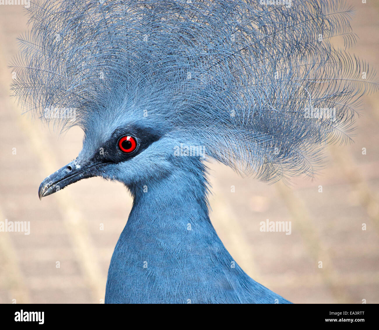 Blue crowned pigeon hi-res stock photography and images - Alamy