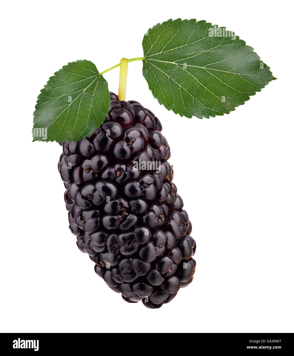 Mulberry bushes hi-res stock photography and images - Alamy