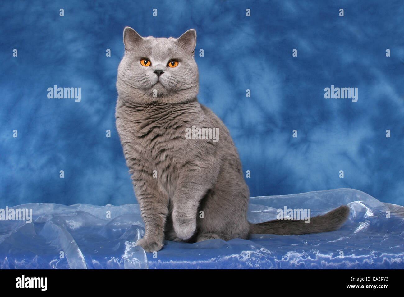 british shorthaired tomcat Stock Photo - Alamy