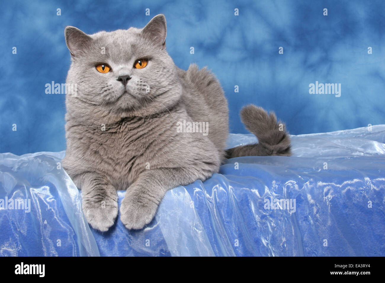 british shorthaired tomcat Stock Photo - Alamy