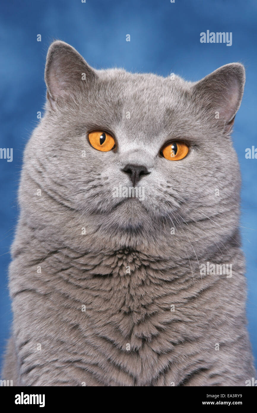 british shorthaired tomcat Stock Photo - Alamy
