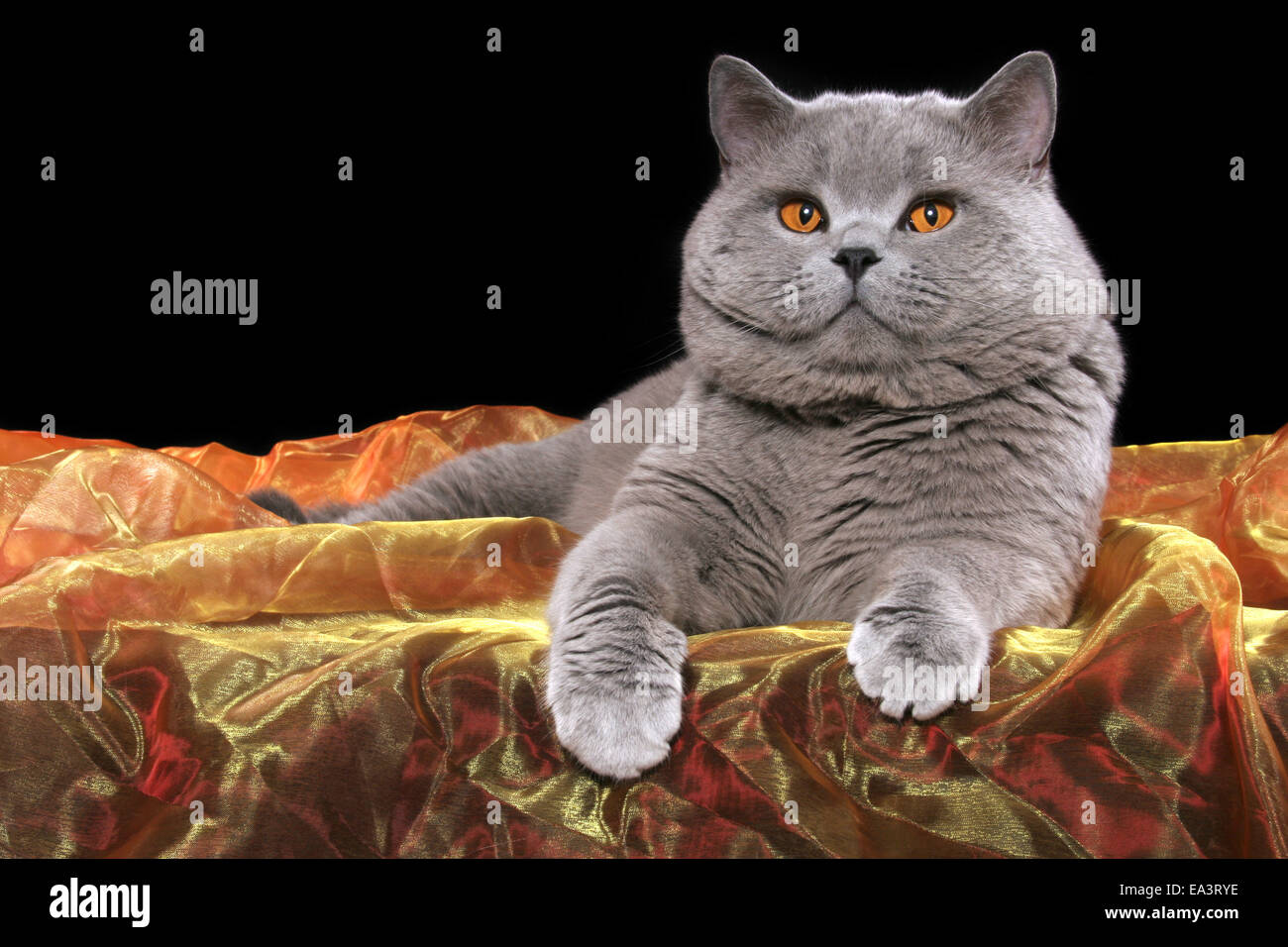 british shorthaired tomcat Stock Photo - Alamy
