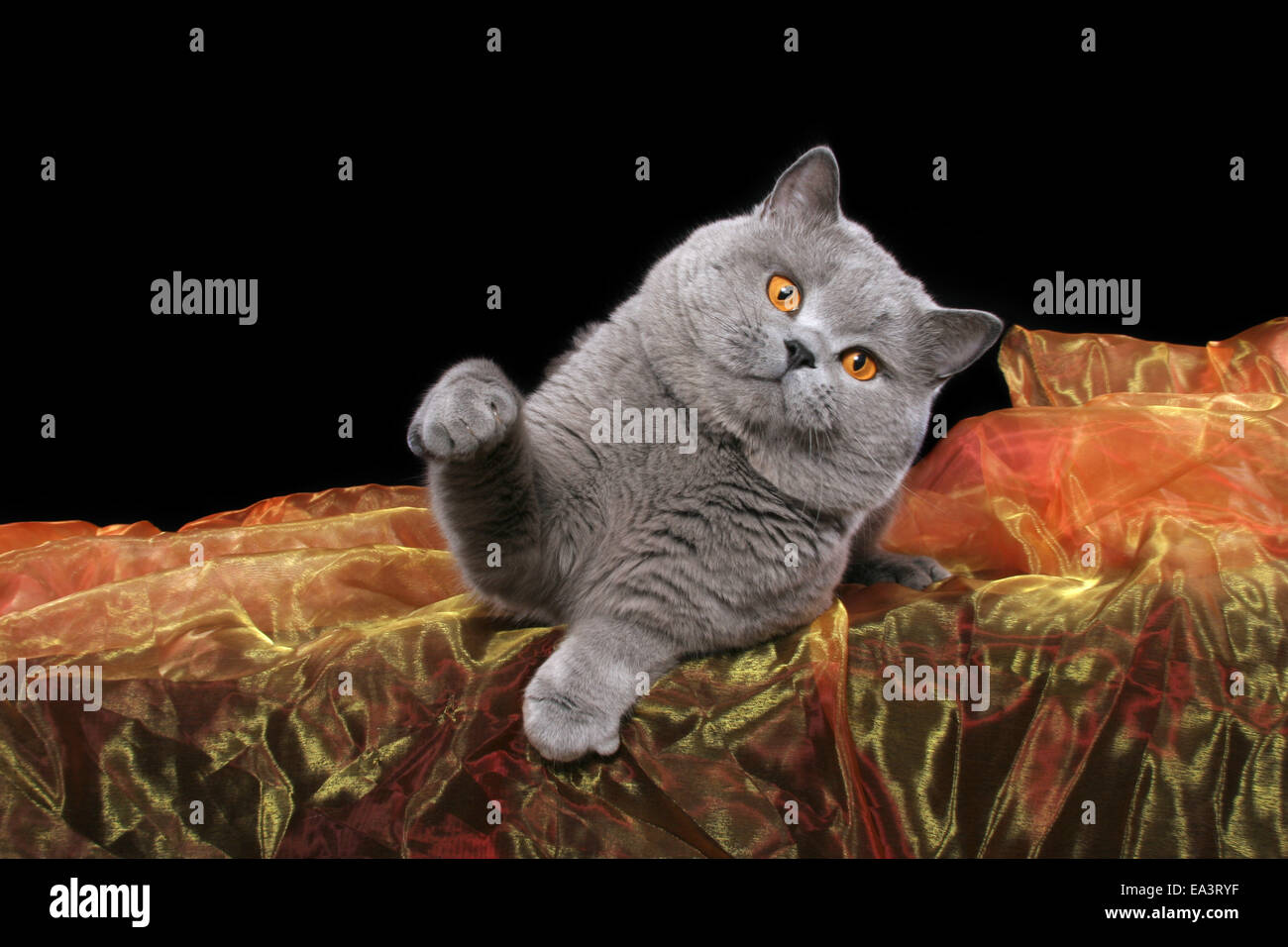 british shorthaired tomcat Stock Photo - Alamy