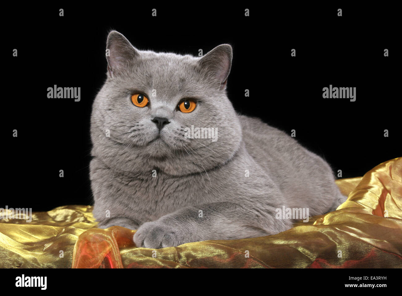 british shorthaired tomcat Stock Photo - Alamy