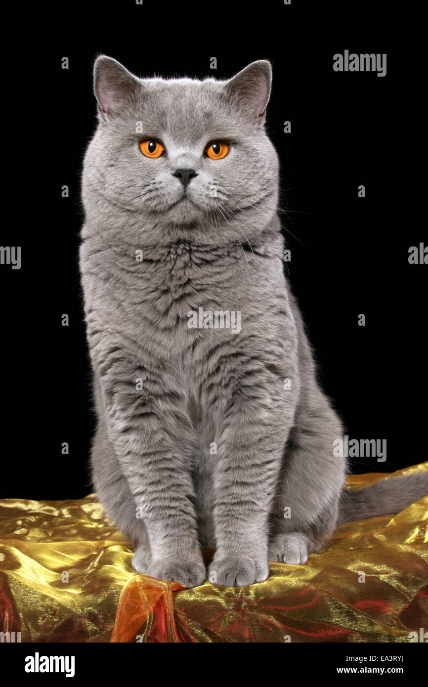 british shorthaired tomcat Stock Photo - Alamy