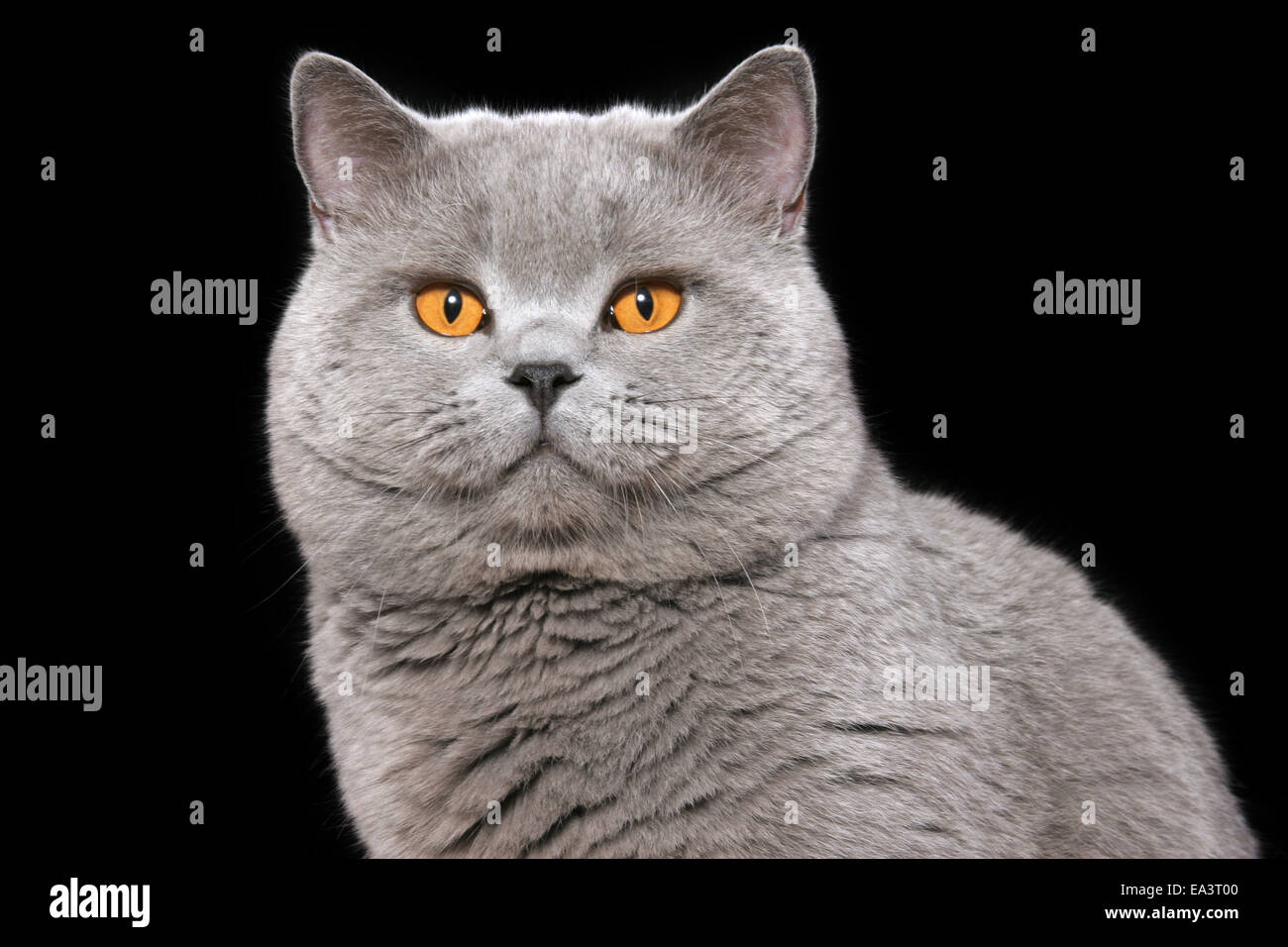 british shorthaired tomcat Stock Photo - Alamy