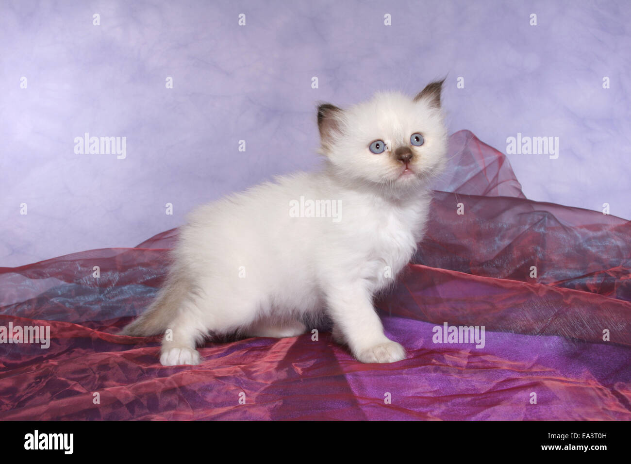 Lilac point birman cat hi-res stock photography and images - Alamy