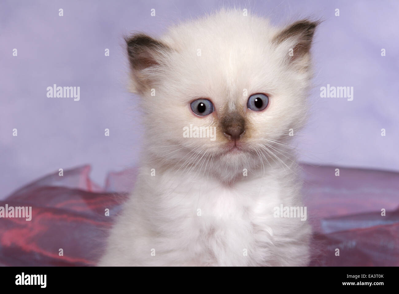 Saint cat hi-res stock photography and images - Alamy