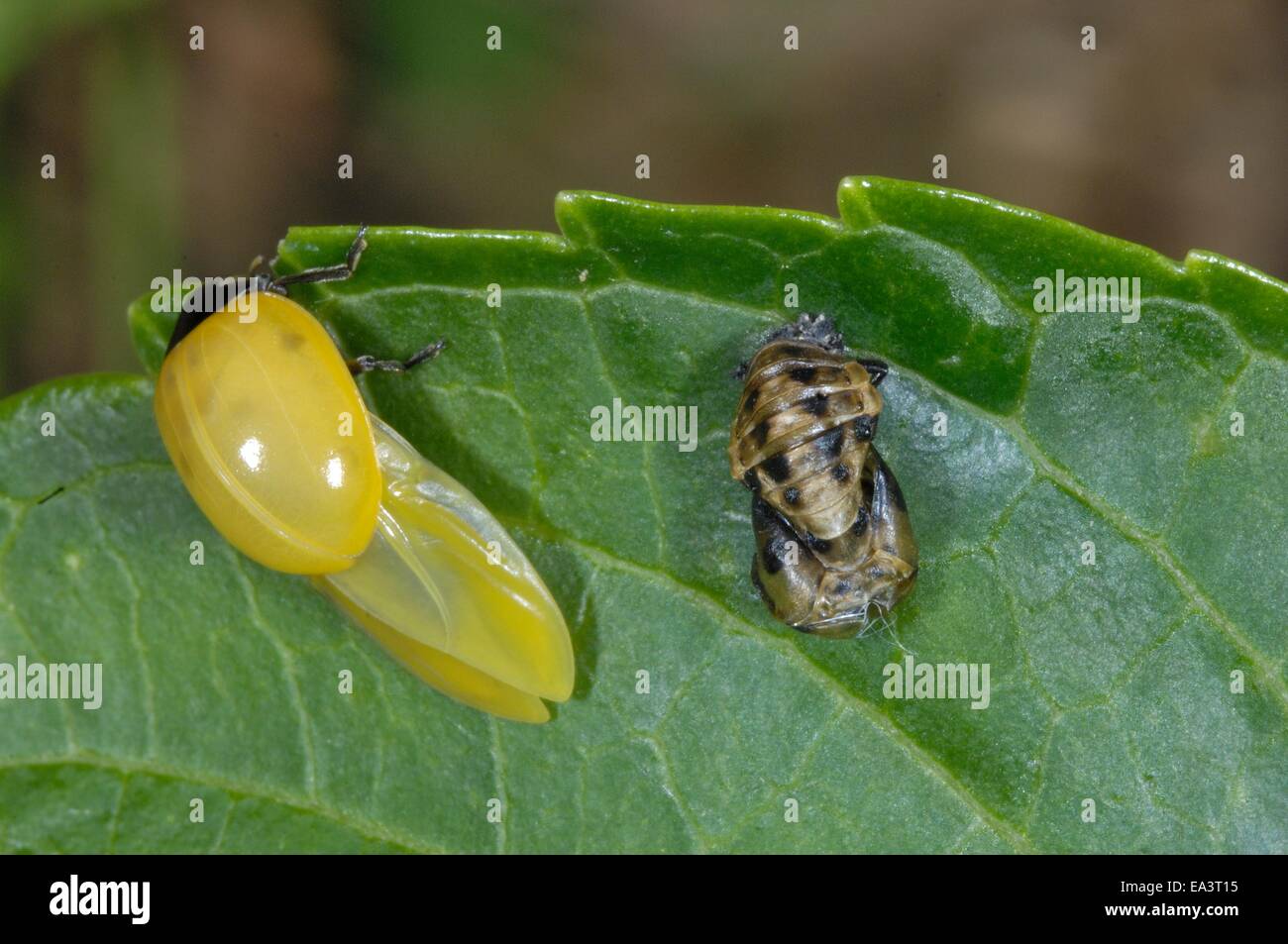 Ladybird nymph hi-res stock photography and images - Alamy