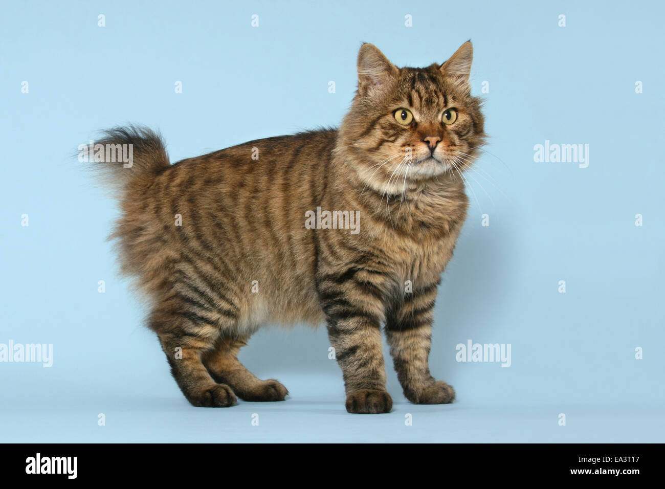 Kurilian Longhair High Resolution Stock Photography and Images - Alamy