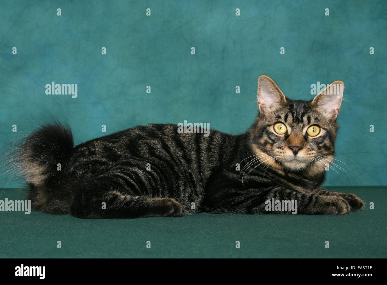 Kurilian shorthair cat hi-res stock photography and images - Alamy