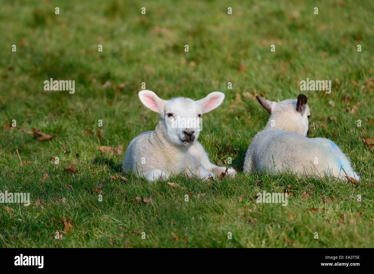 Baby Lambs in field Stock Photo - Alamy