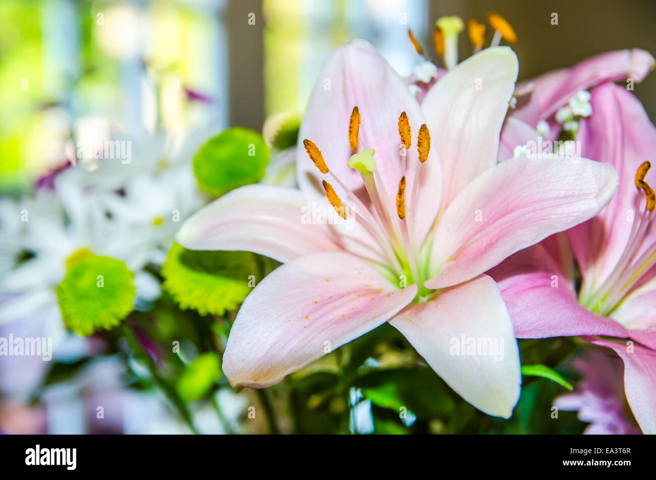 pink lily flower closeup macro Stock Photo - Alamy