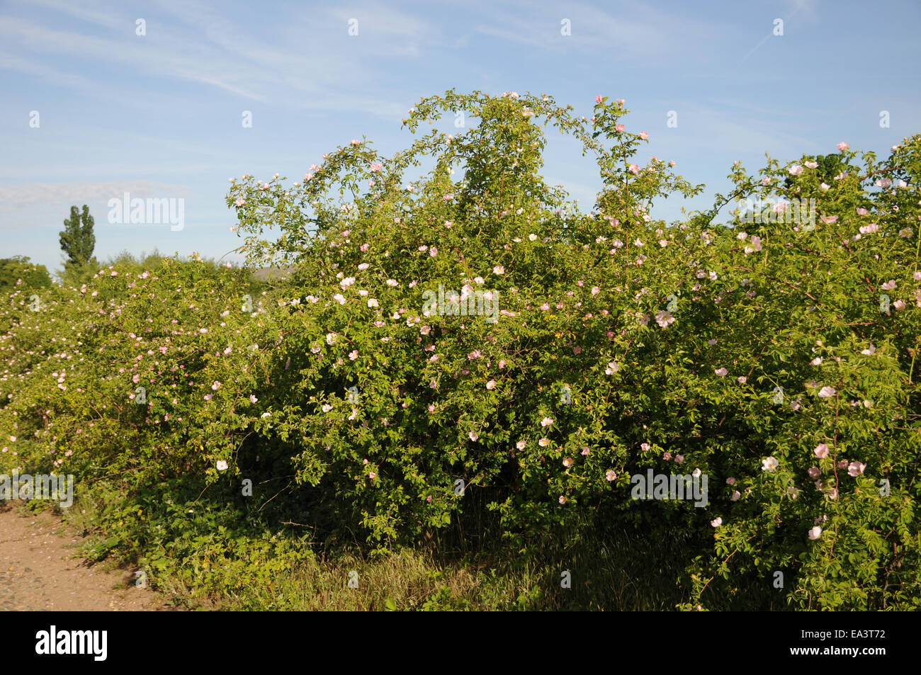 Rose hedges hi-res stock photography and images - Alamy