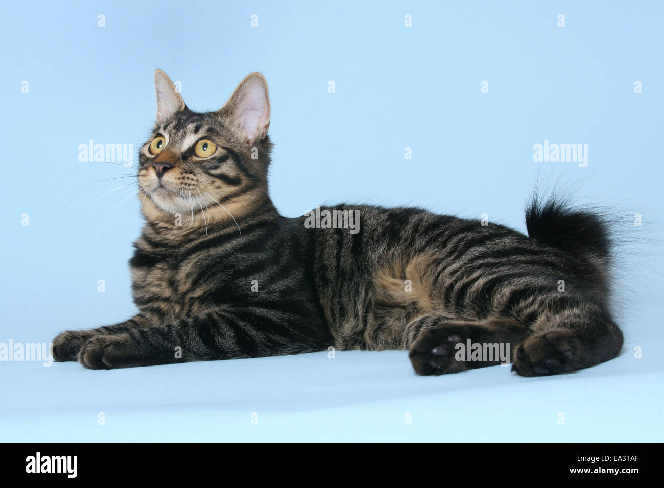 Kurilian shorthair cat hi-res stock photography and images - Alamy