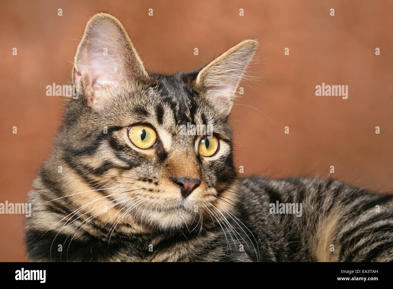 Kurilian hi-res stock photography and images - Alamy