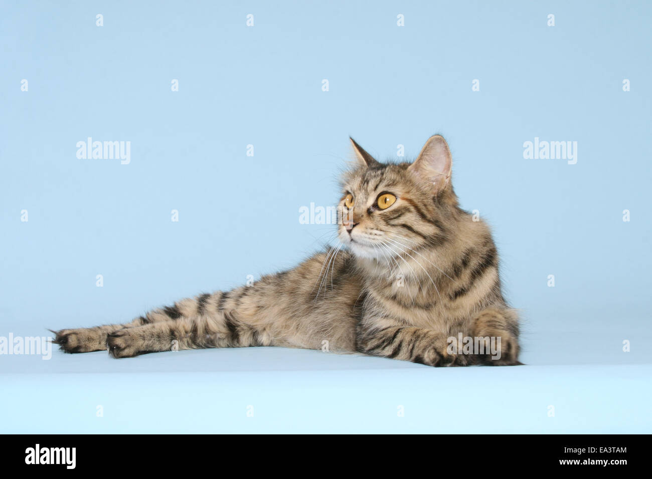 Bobtail kurilean hi-res stock photography and images - Alamy