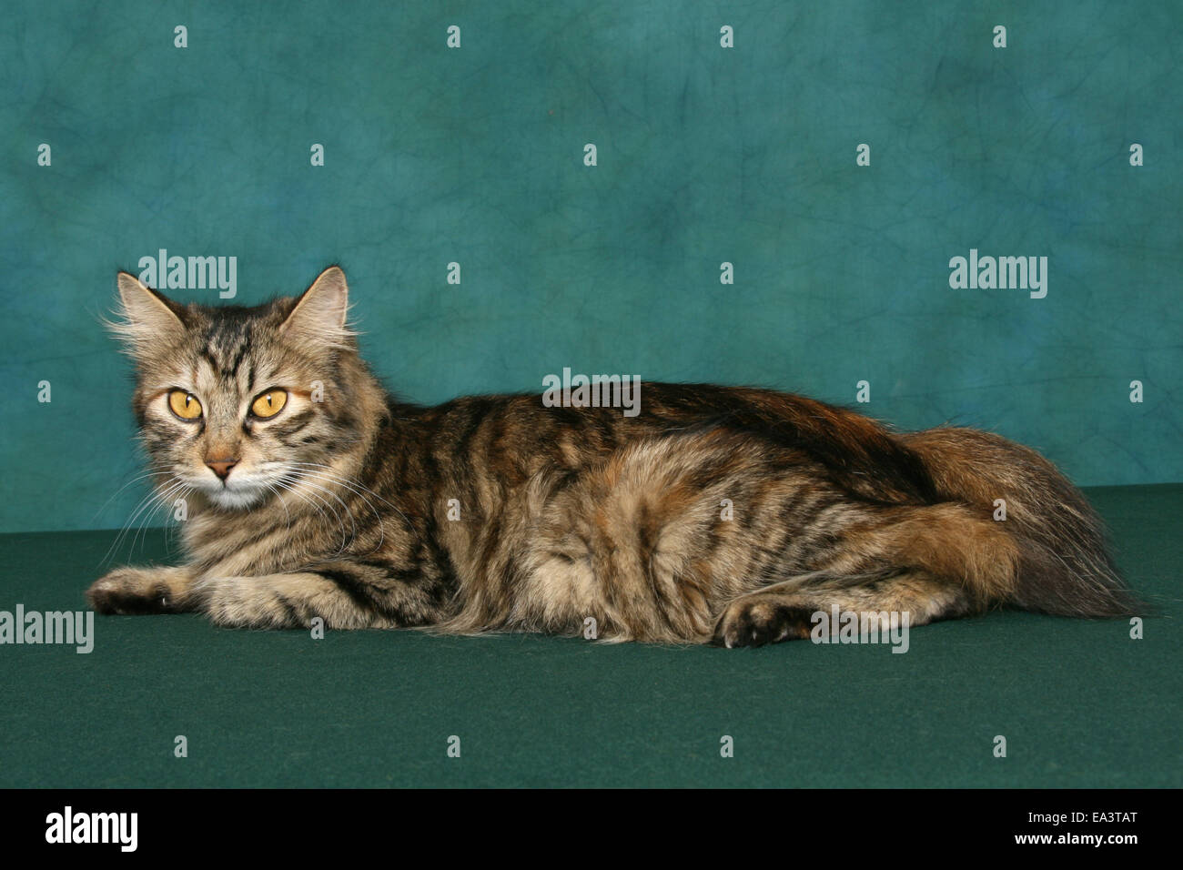 Bobtail hi-res stock photography and images - Alamy