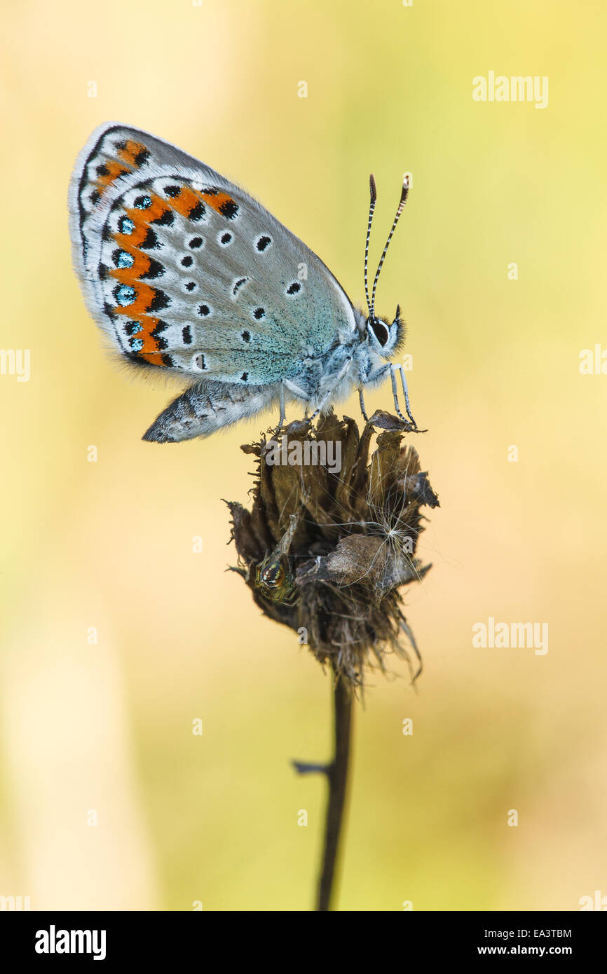 Schmetterling flattern hi-res stock photography and images - Alamy