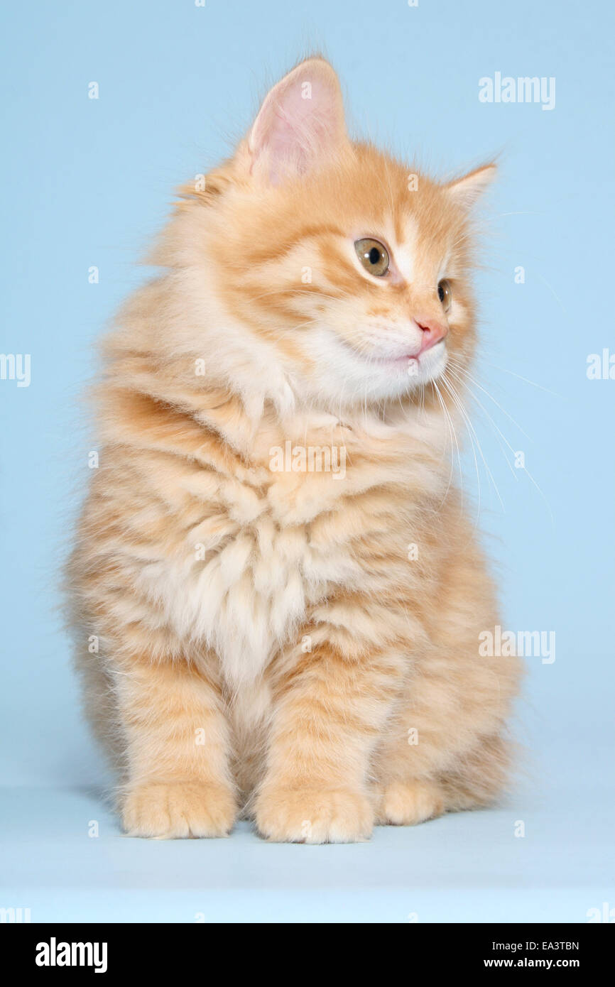 Kurilian bobtail red hi-res stock photography and images - Alamy