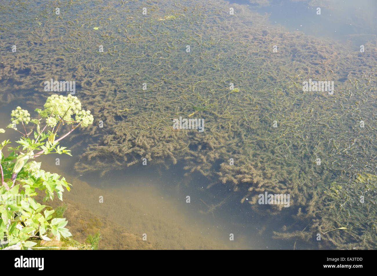 Elodea canadensis hi-res stock photography and images - Alamy