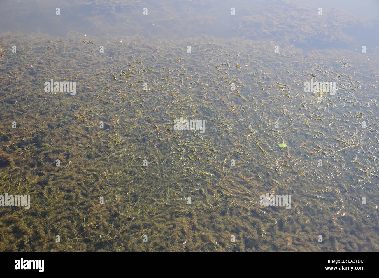 Elodea canadensis hi-res stock photography and images - Alamy