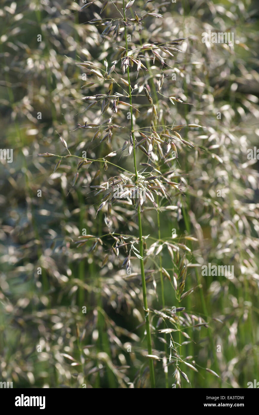 Meadowgrass hi-res stock photography and images - Alamy