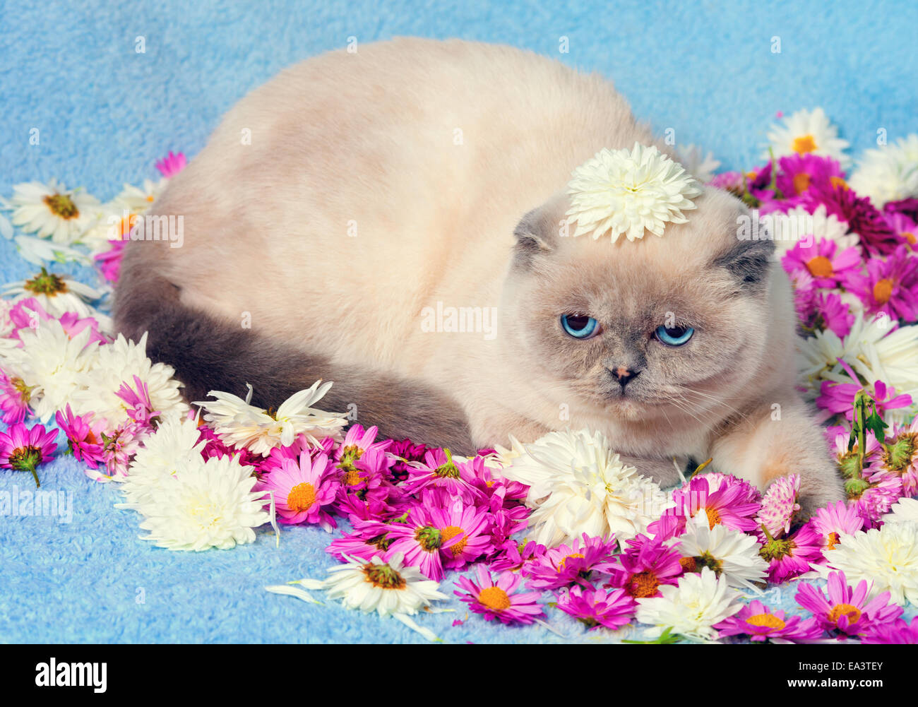 Cute Color Point Scottish Fold cat relaxing on blue blanket covered ...