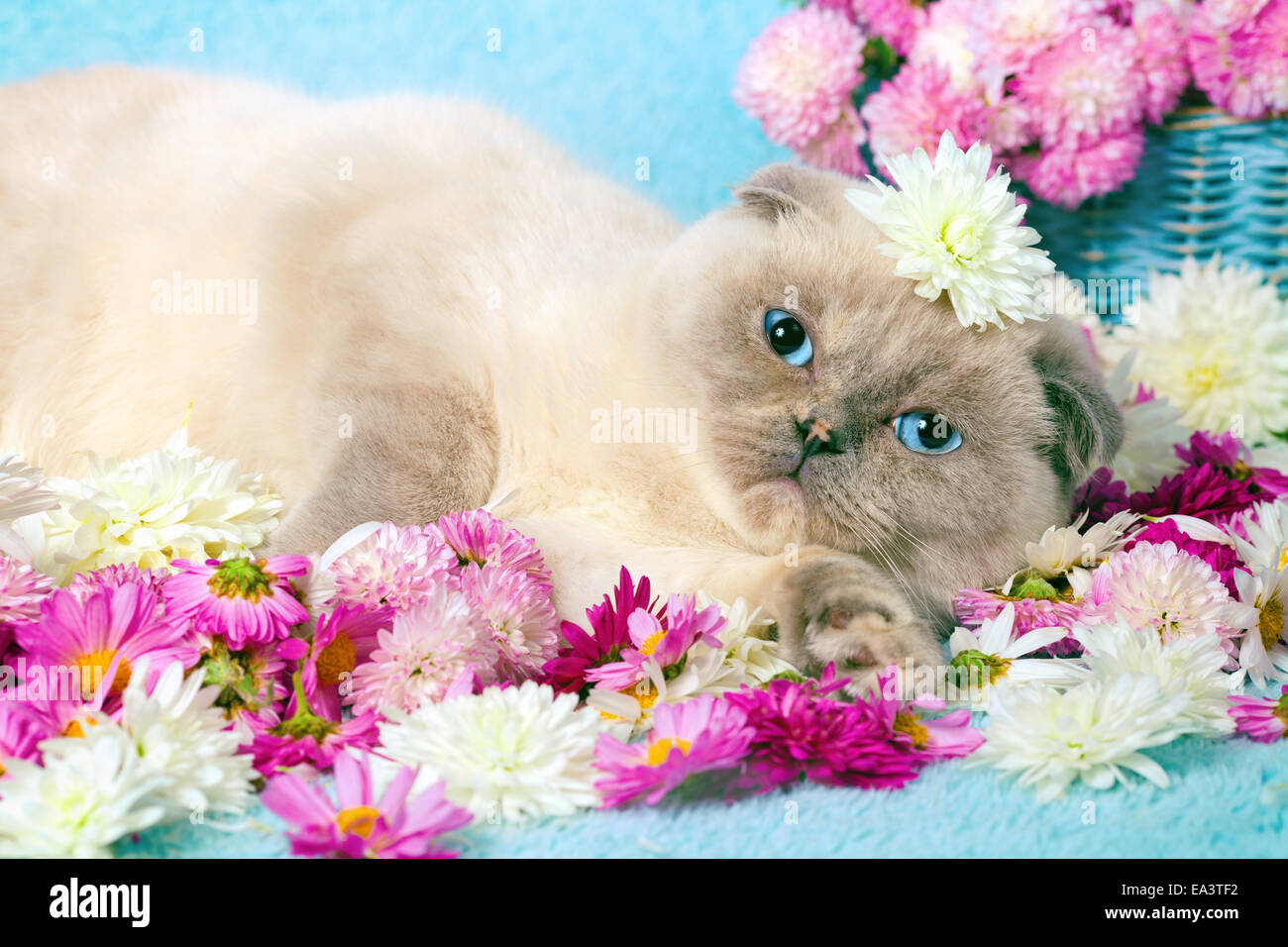 Scottish kitty hi-res stock photography and images - Alamy