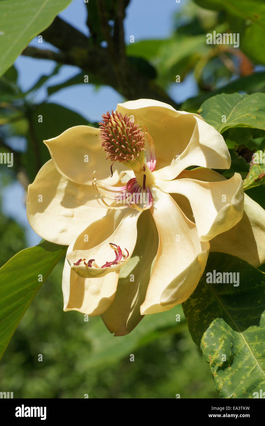Japanese magnolia hi-res stock photography and images - Alamy