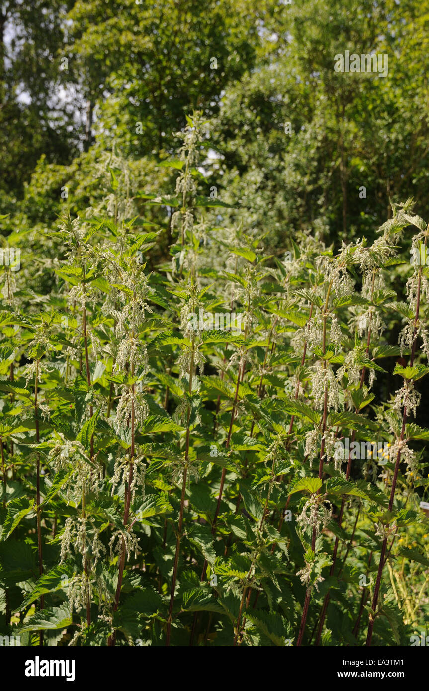 Stinging nettle botanical hi-res stock photography and images - Alamy