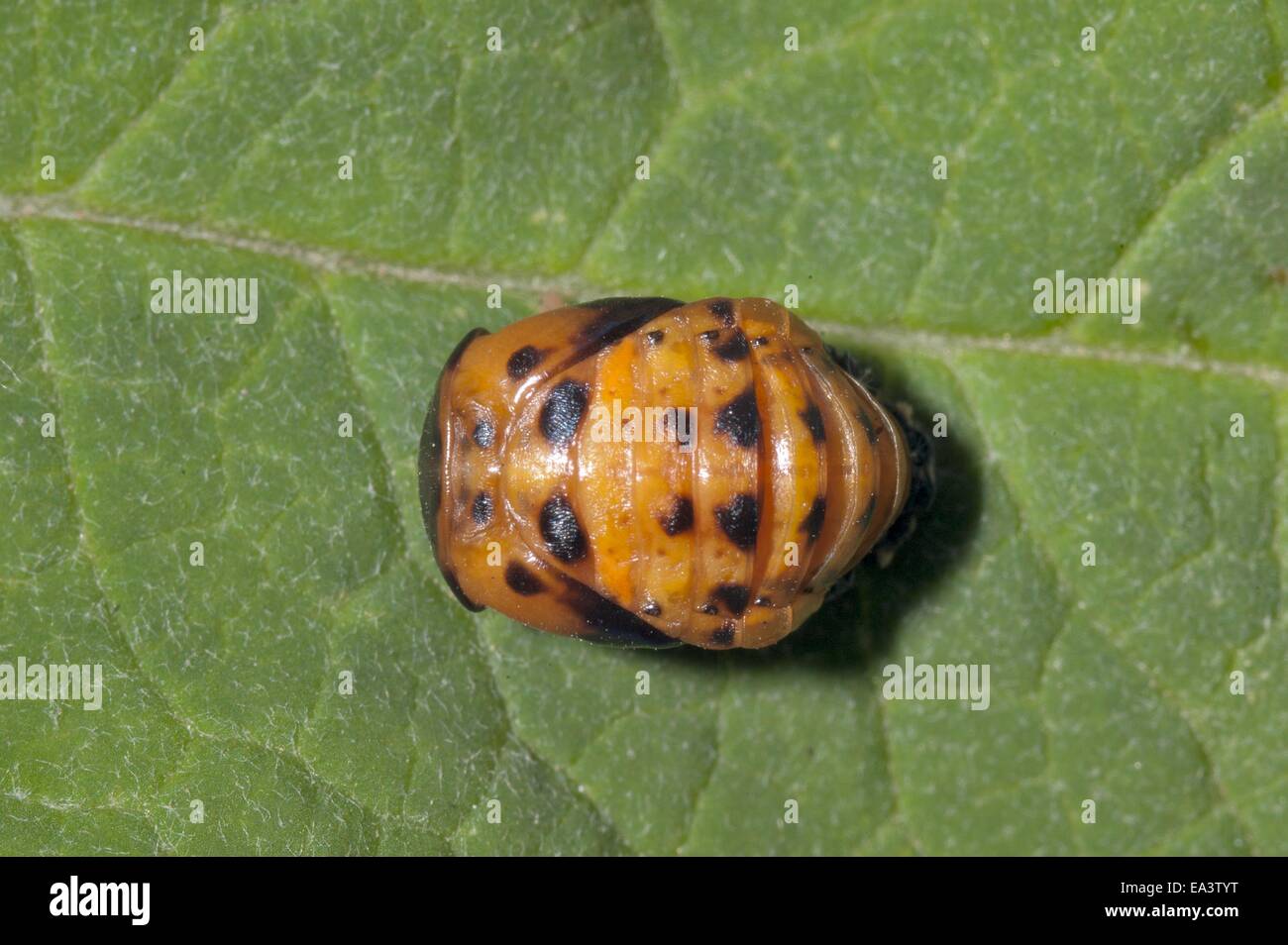 Seven-Spot Ladybird (Coccinella septempunctata) pupa - nymph Stock ...