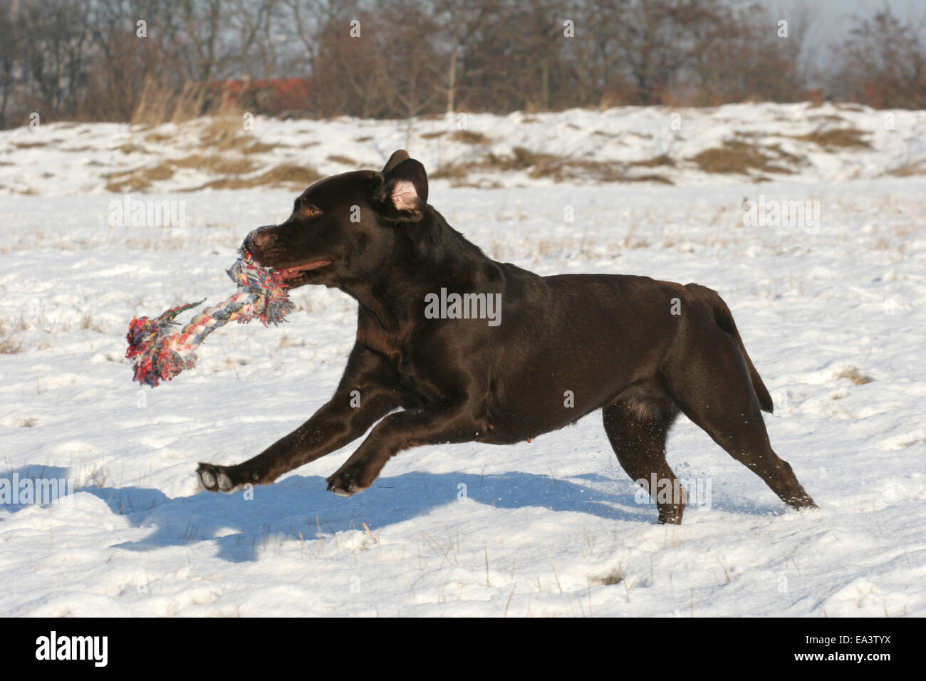 playing Labrador Retriever Stock Photo - Alamy