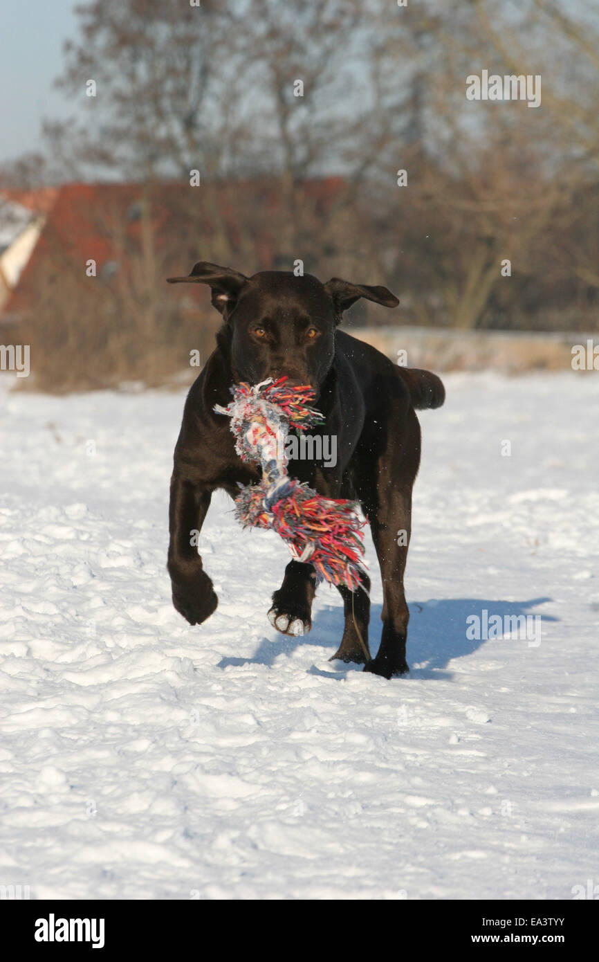 Game retriever hi-res stock photography and images - Alamy