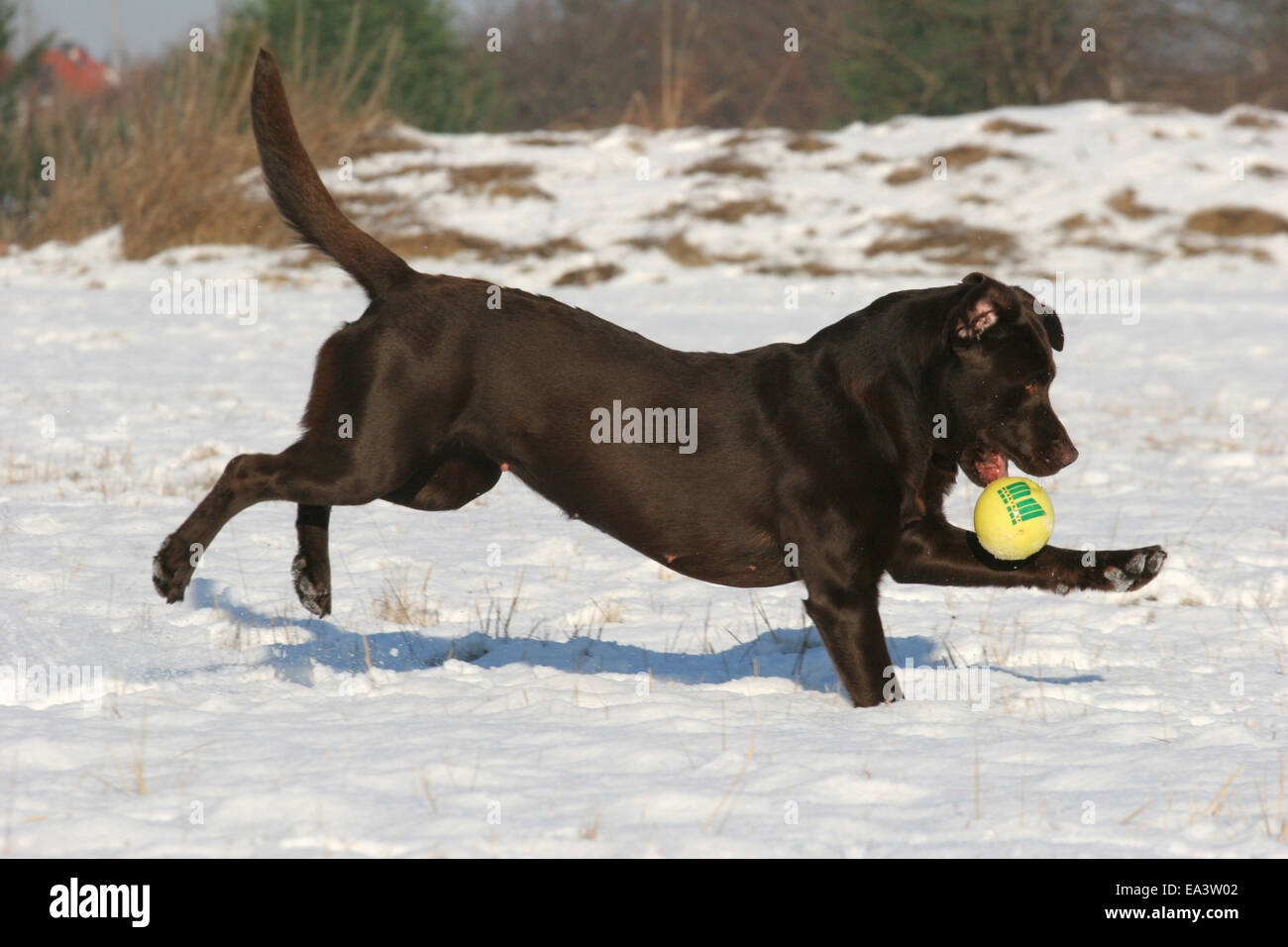 playing Labrador Retriever Stock Photo - Alamy