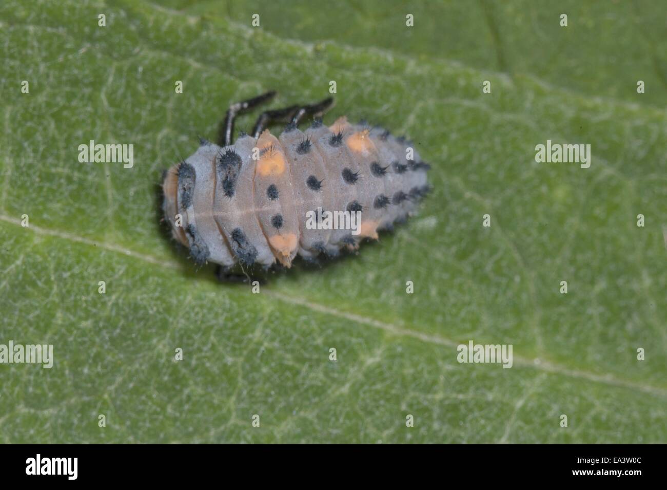 Beetle larva pupa hi-res stock photography and images - Alamy