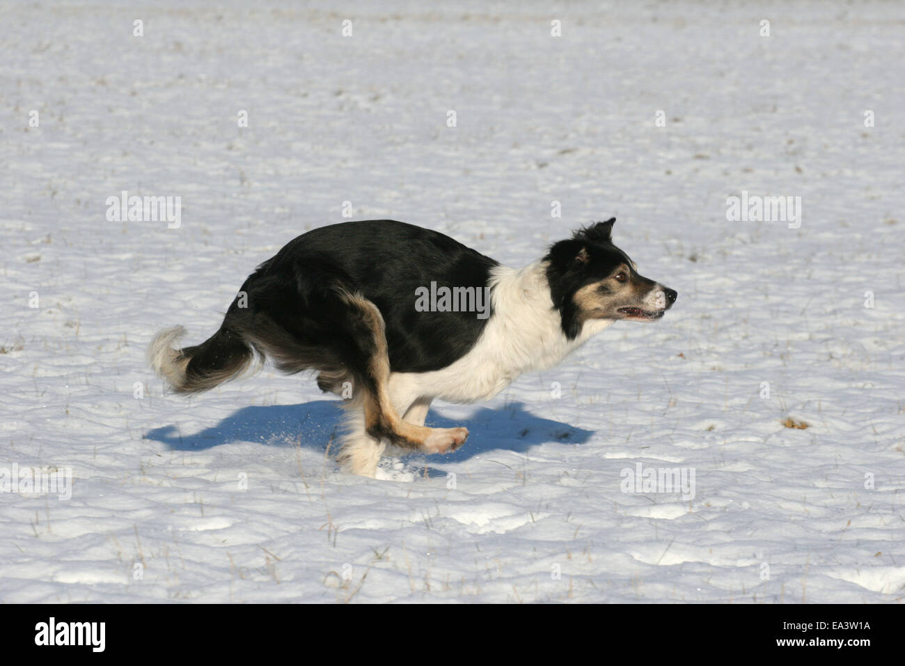 running Border Collie Stock Photo - Alamy