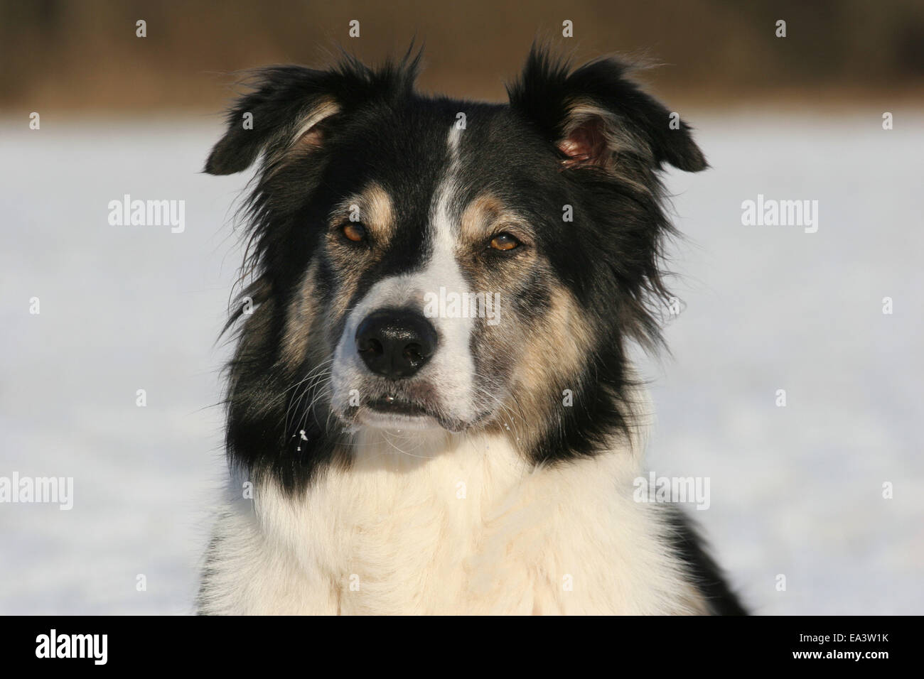 Border Collie Portrait Stock Photo - Alamy