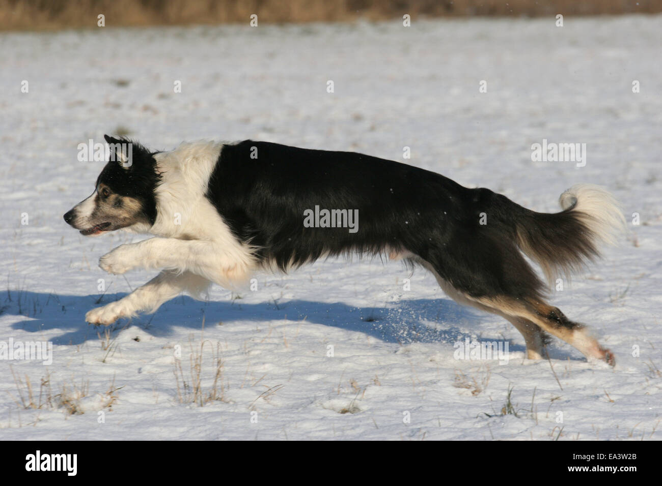 running Border Collie Stock Photo - Alamy