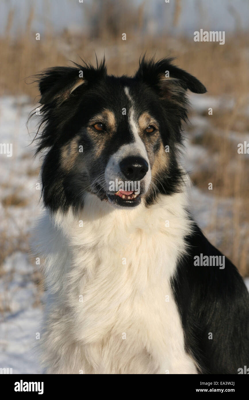 Border Collie Portrait Stock Photo - Alamy