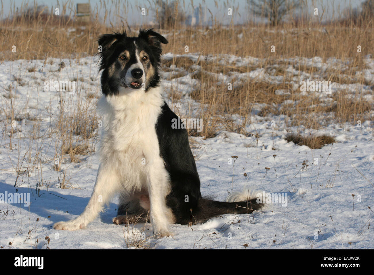 Border Collie in snow Stock Photo - Alamy